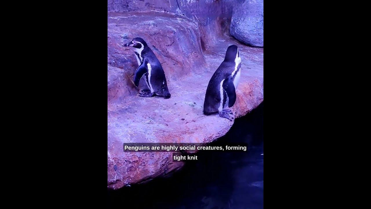 Penguins🐧🐧: Flightless birds known for their waddling gait and aquatic ...