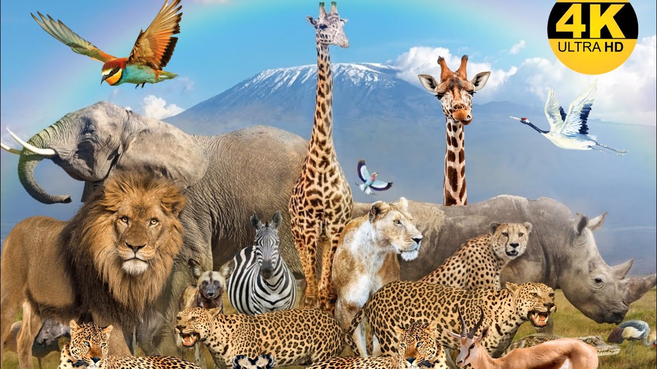 African Safari 4K - Amazing Wildlife of African Savanna | Scenic ...
