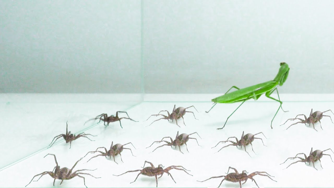 What happens if you give a mantis a swarm of spiders? - YouTube