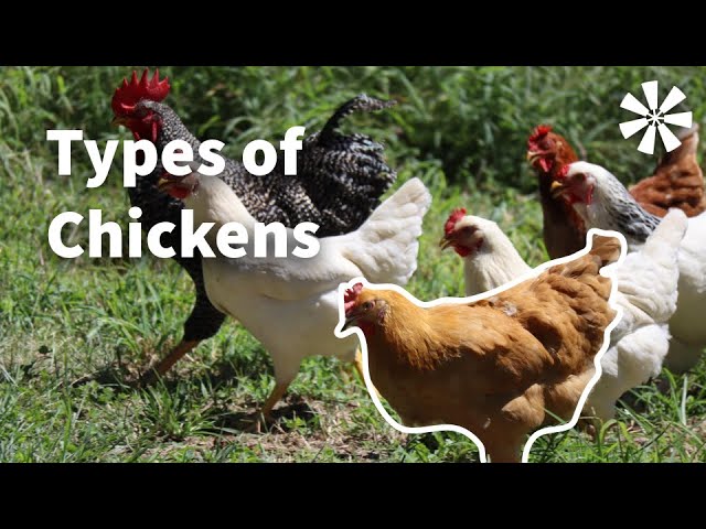 What Are The Different Types Of Chickens