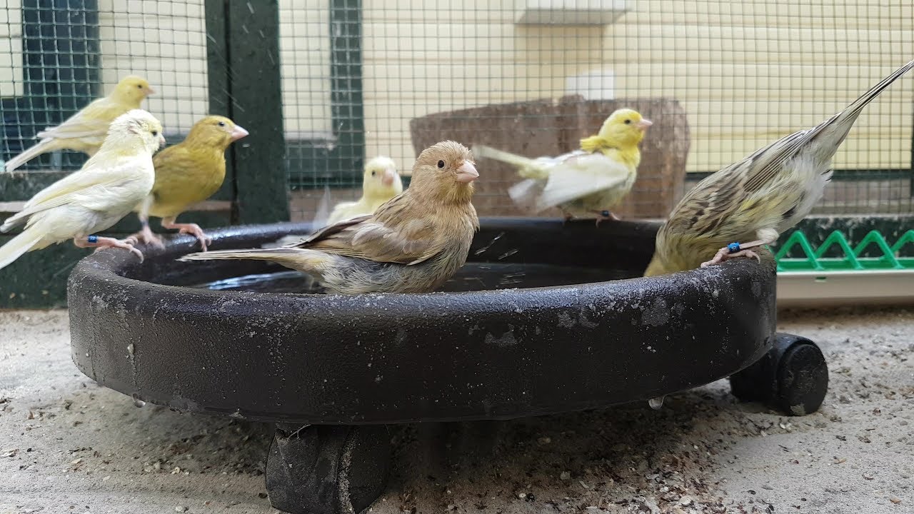 Canaries enjoy a refreshing bath - YouTube
