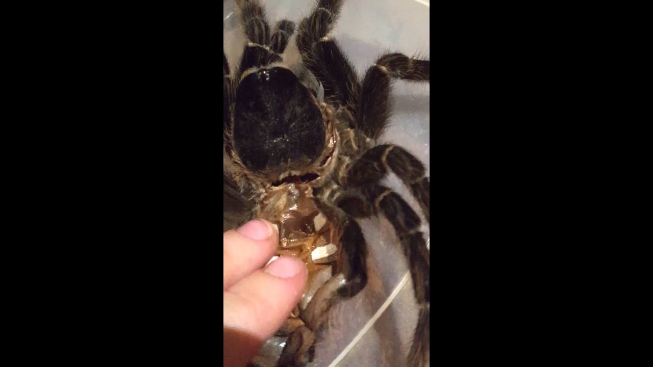 male or female tarantula by petbugs.co.za - YouTube