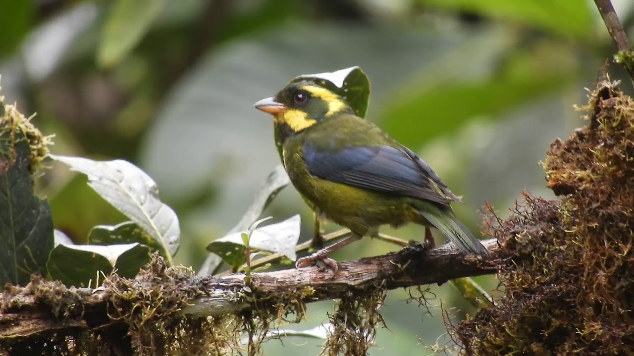 Gold ringed Tanager - YouTube