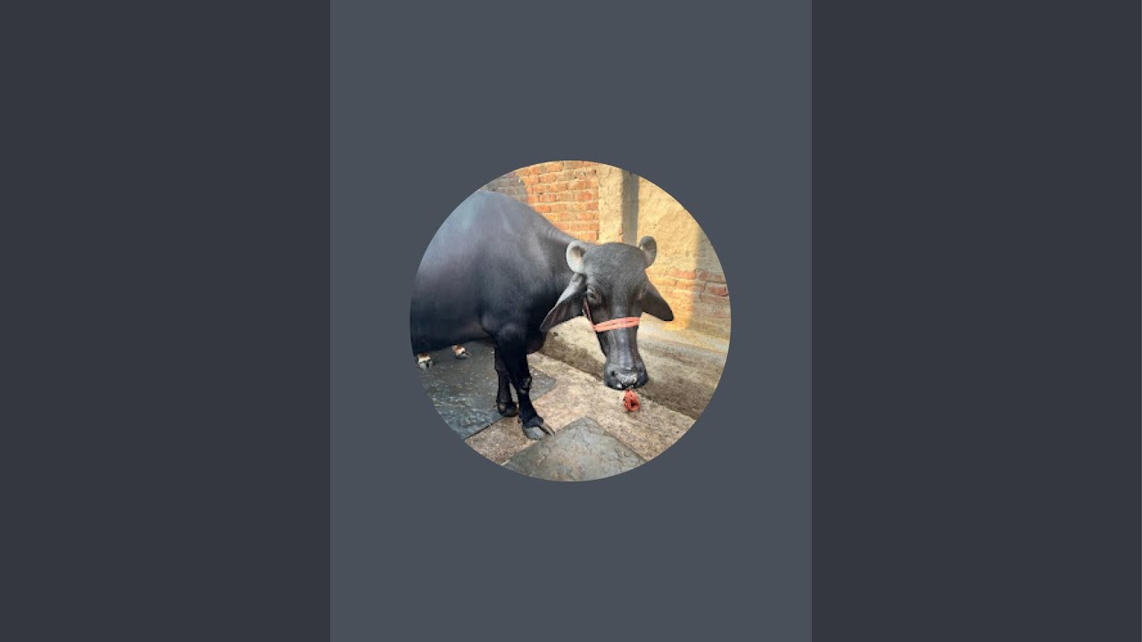 Madloda mela 1 moth to 1 year calf competition live - YouTube