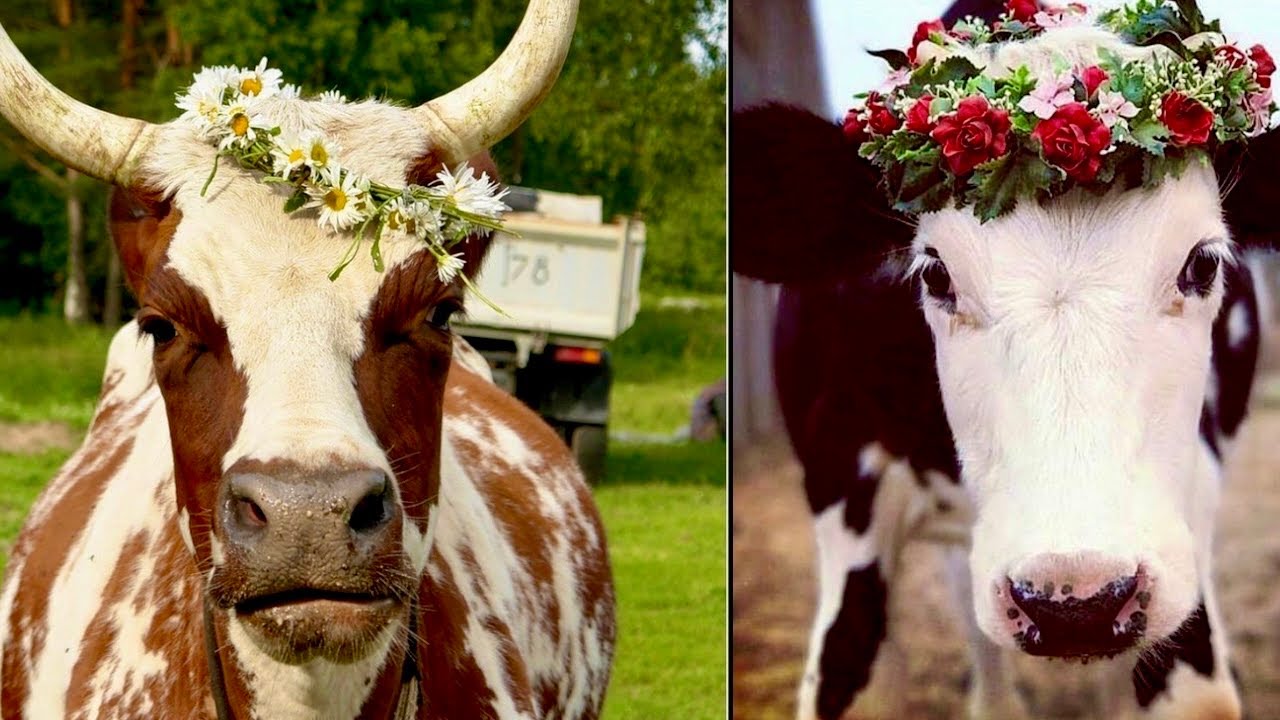 Animal sounds funny cows - YouTube