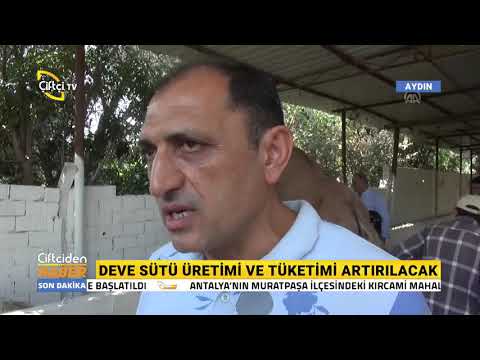 Deve Sütü Üretimi ve Tüketimi Artırılacak