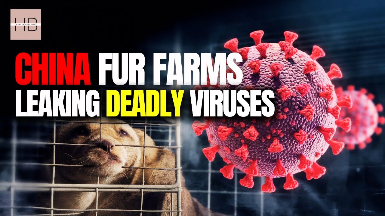 NEW KILLER CORONAVIRUS: New Viruses Found in China's Fur Farms - YouTube
