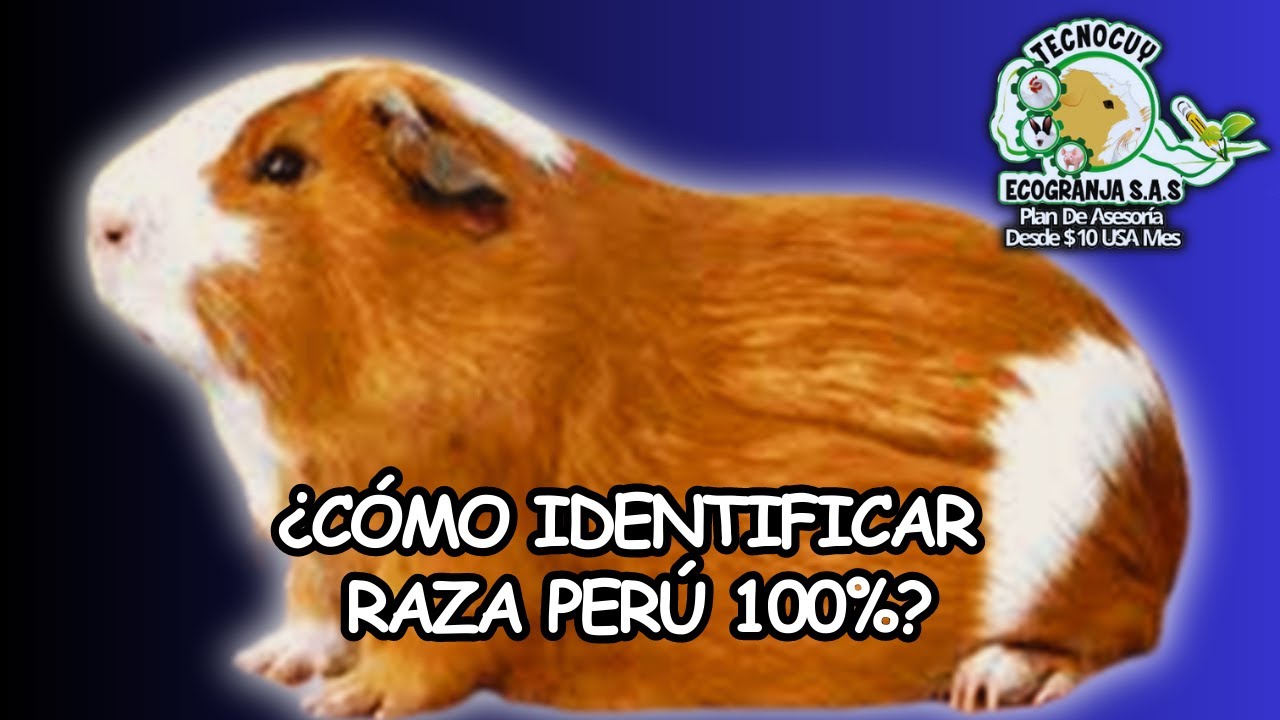 ¿CÓMO IDENTIFICAR CUYES LÍNEA PERÚ? - Los Cuyes Mejorados No Se Compran ...