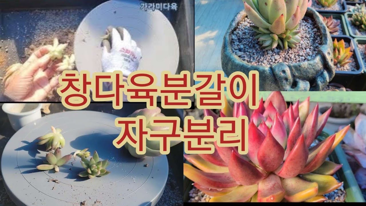 창다육자구분리다육이키우기 다육이농장 다육이분갈이 다육식물 多肉植物 Succulent 힐링 창다육 Youtube