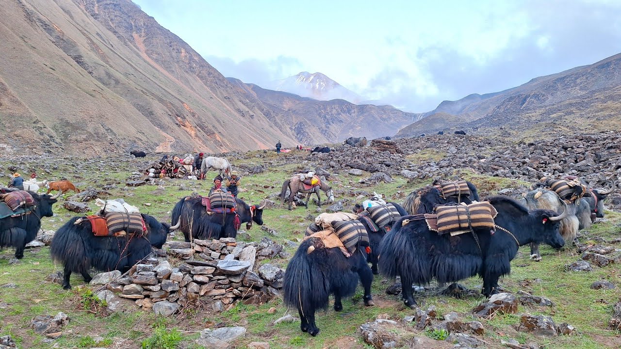 Himalayan Village Life | The Yak Farm | Dolpa Nepal | Best Compilation ...