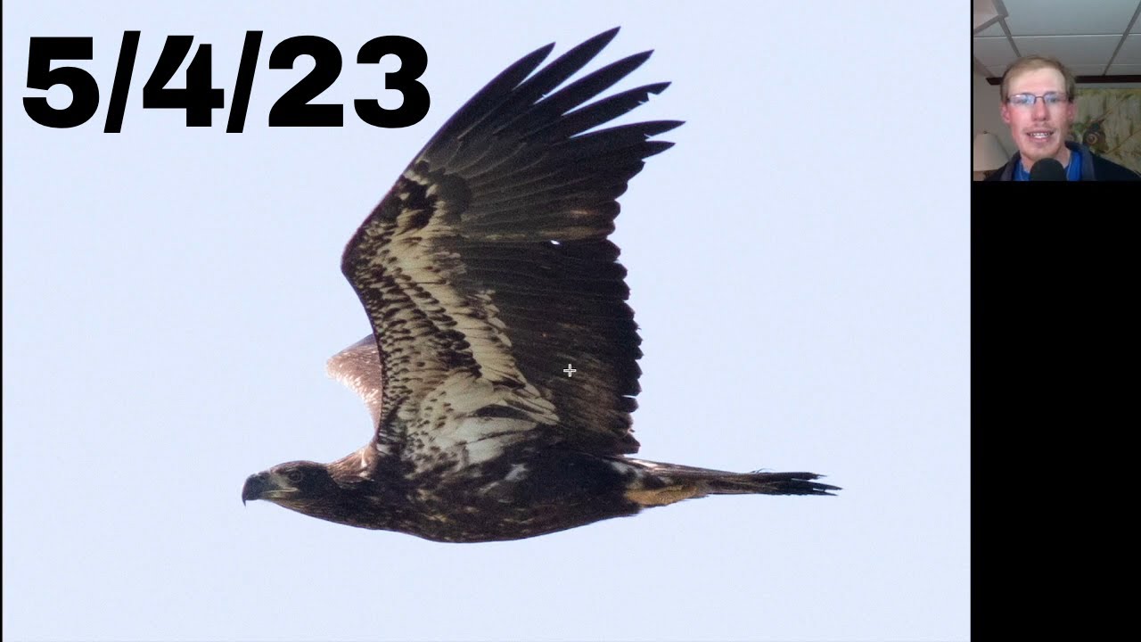 [65] Daily Birding Update from the Braddock Bay Hawk Watch, May 4th ...