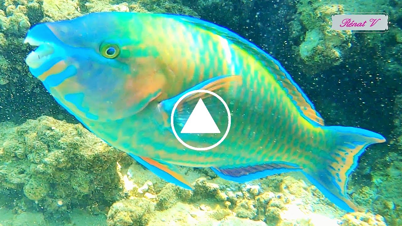 💖 Poisson Perroquet de mer rouge 🤿 - YouTube