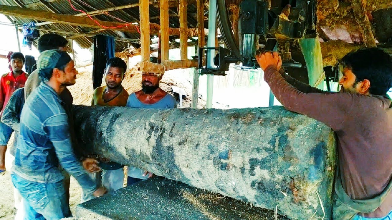 Palm Tree Cutting Sawmill Machine | Sawmill Palm Tree Cutting Skills ...