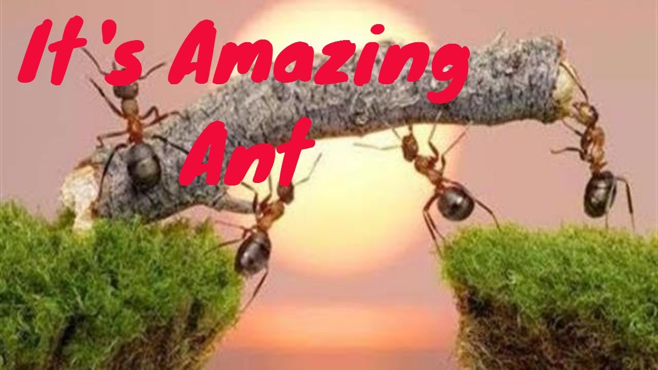 AMAZING ANT TROOPS HELPING EACH OTHER - YouTube
