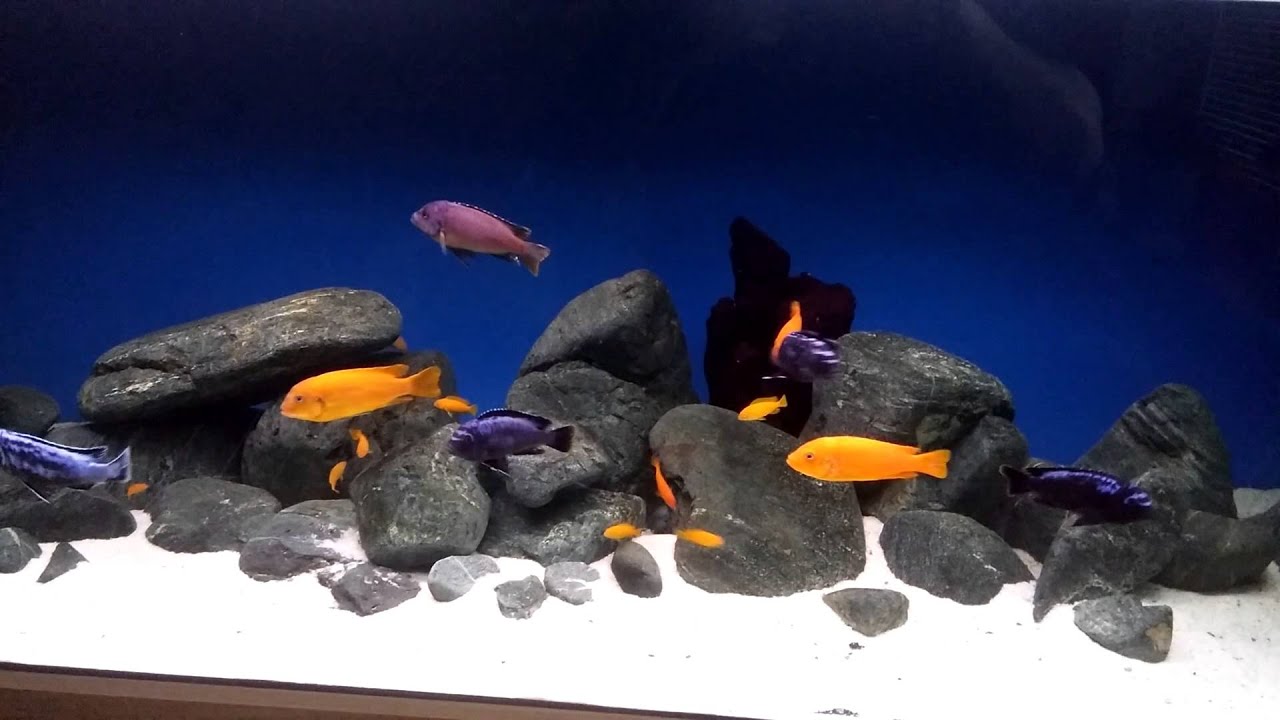 Ps.msobo magunga WF - YouTube