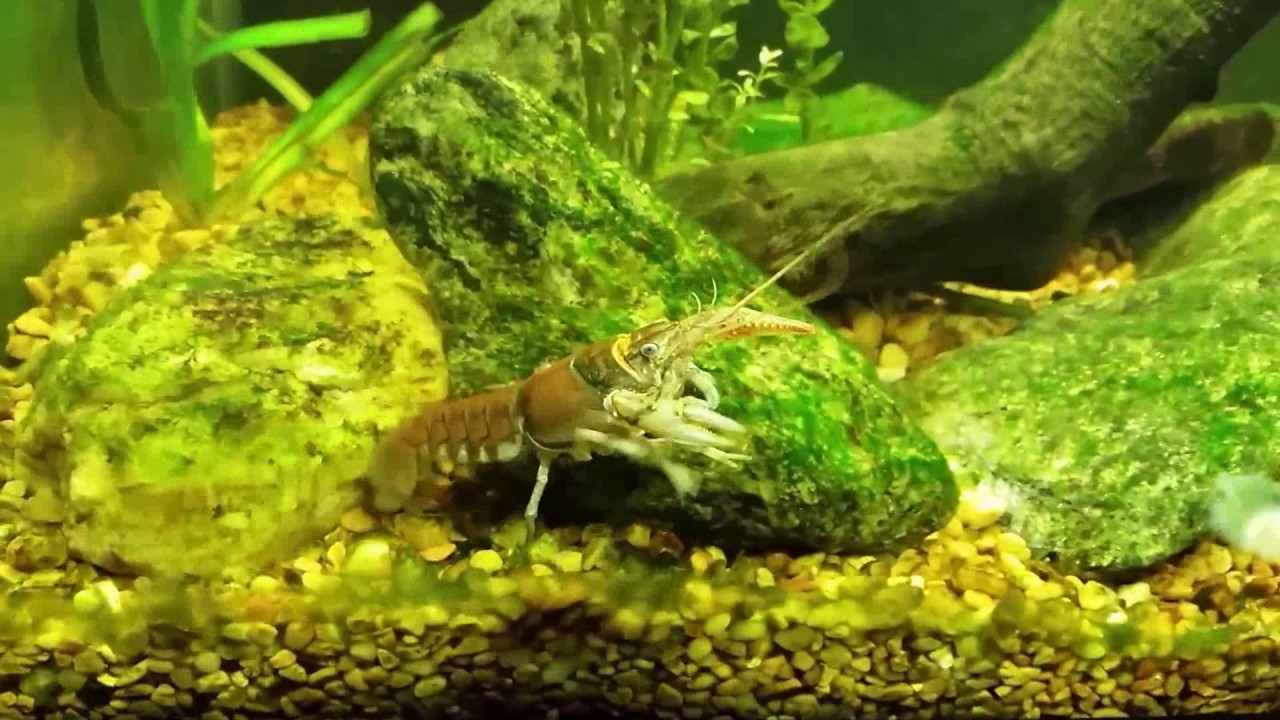 Virile Crayfish in My 125g Native Tank (Orconectes virilis) - YouTube