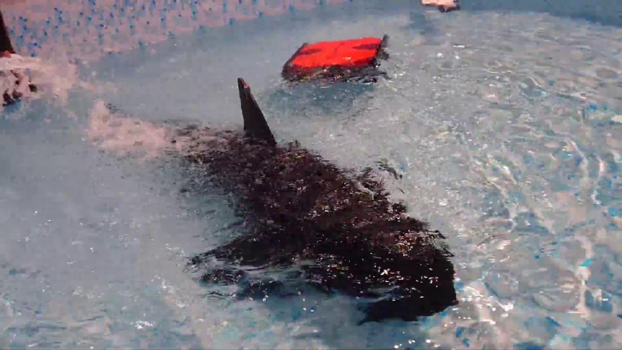 Robosea shark rov robot fish CES 2019 - YouTube