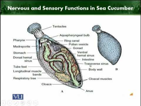 Nervous and sensory functions in sea cucumber | Animal Diversity ...