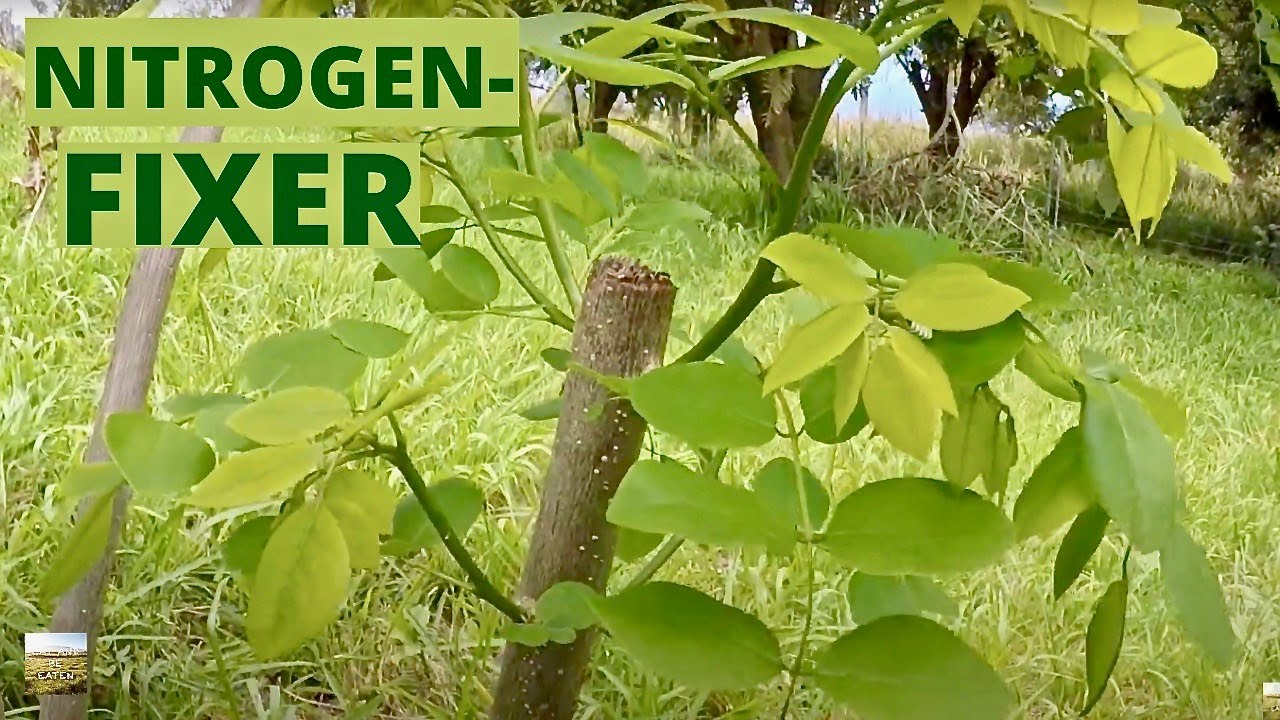 Chop-and-Drop LIVING MULCH | Principles of Permaculture | Eat And Be ...