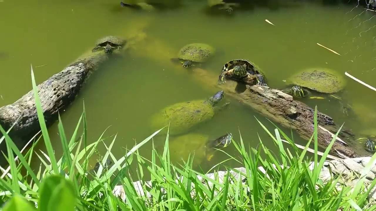 Tortugas Mini Documental 2016 - YouTube