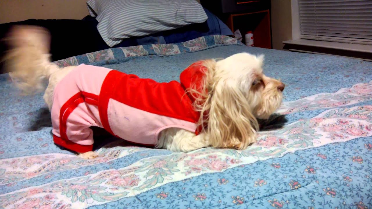 THE WORLD'S MOST VICIOUS COCKAPOO - YouTube