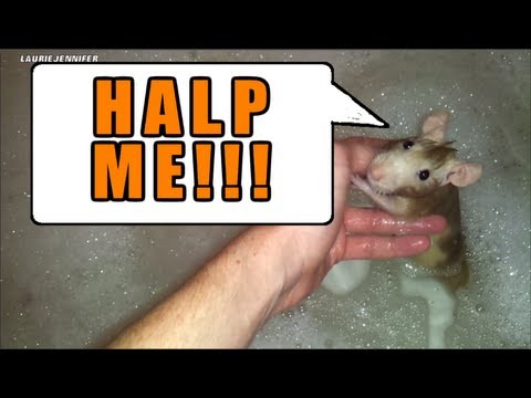 "Drowning" Rat is Drama Queen - YouTube