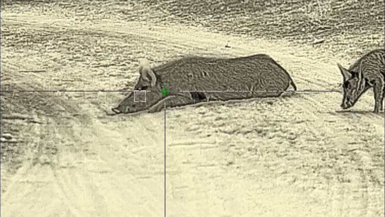 Getting close to hogs on foot No kills#hogs#feral#pigs - YouTube