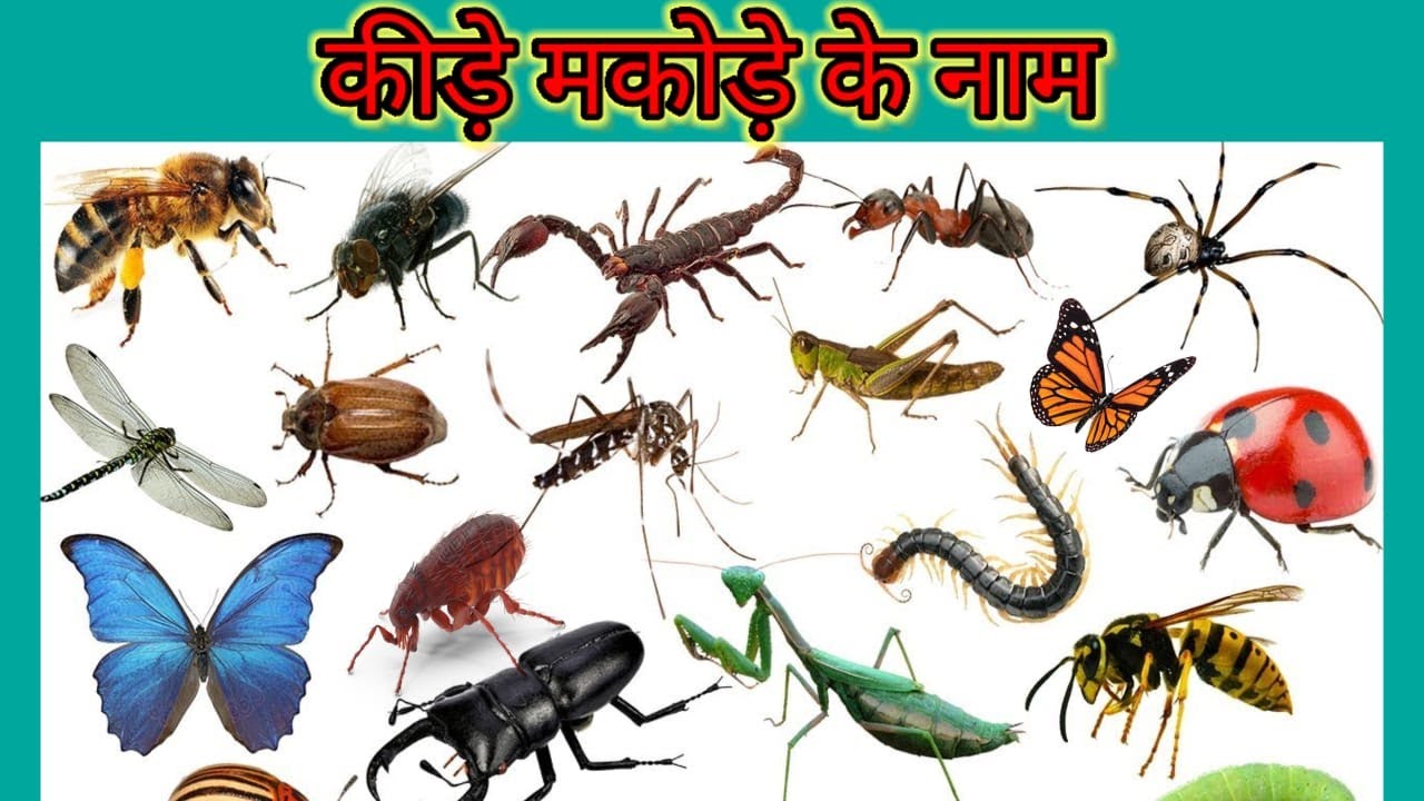 Insects Vocabulary|15 insects name In Hindi And English| कीड़े मकोड़ोके ...