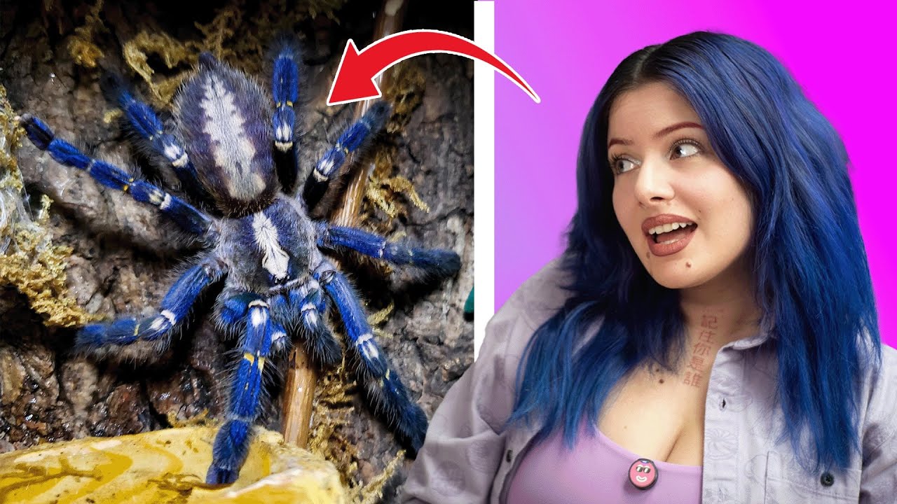 ΠΗΡΑ ΤΗΝ ΠΙΟ VENOMOUS ΤΑΡΑΝΤΟΥΛΑ | LIFE UPDATE | Katerina Vlachou - YouTube