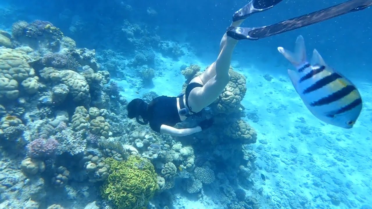 🌳freediving in a coral garden in a beautiful underwater world💦 - YouTube