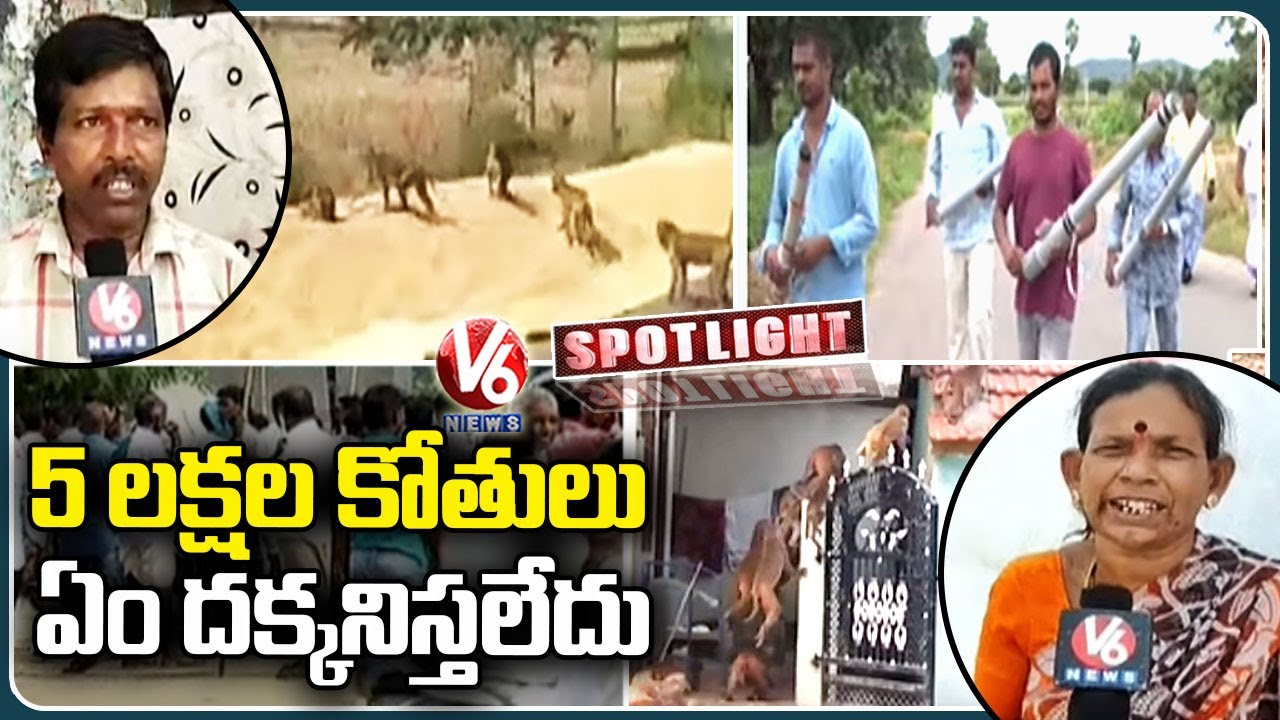 Spot Light : పెరుగుతున్న కోతుల సంఖ్య | Farmers Facing Problems For ...