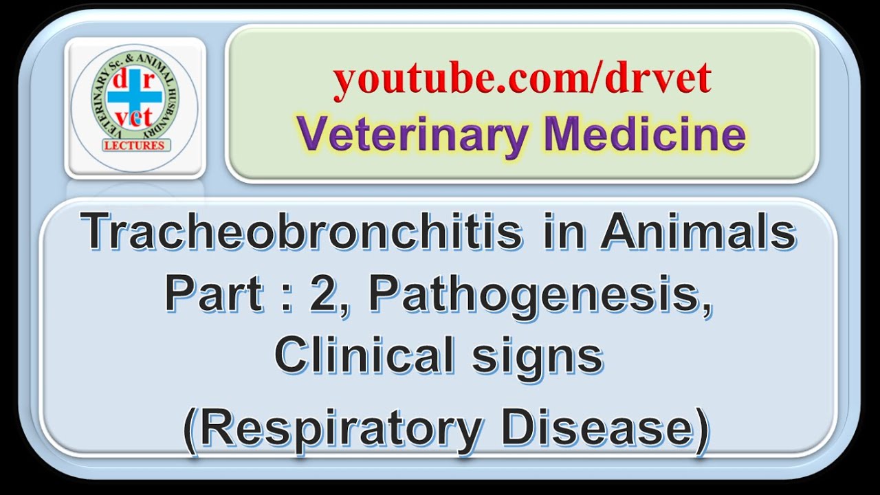 Tracheobronchitis in Animals : Part : 2 : pathogenesis, clinical ...