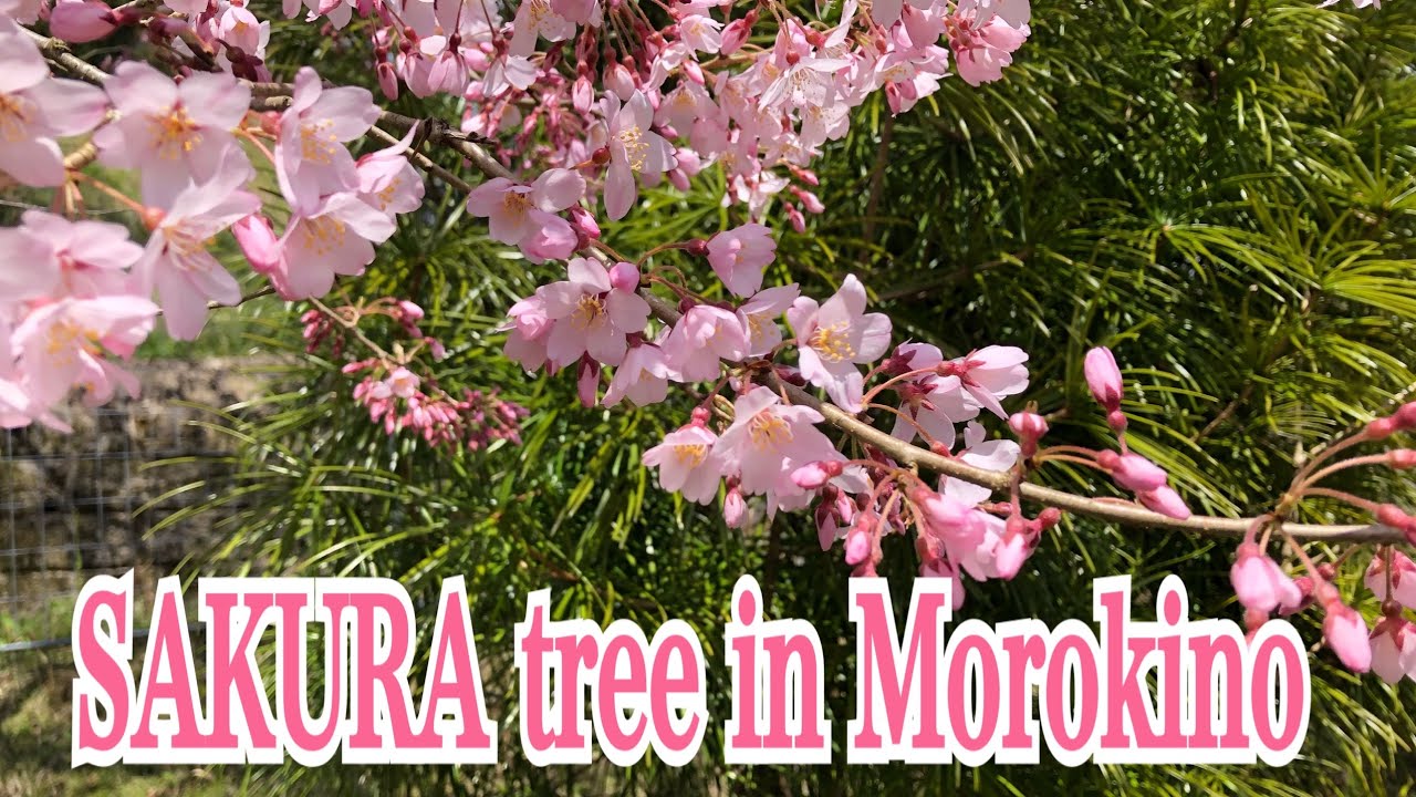 The SAKURA tree, Reflected in the rice field - YouTube