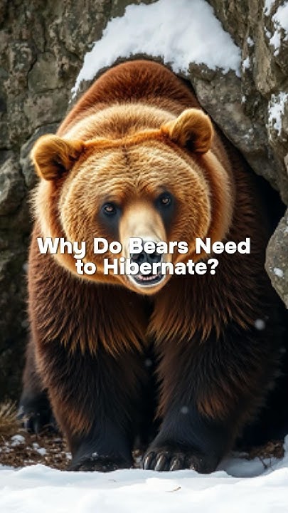 Why do bears need to hibernate? #wisdomstory #uniquefact # ...