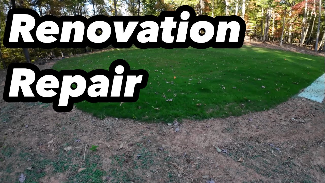 Repair Lawn Renovation With Grass Seed Do Not Procrastinate - YouTube