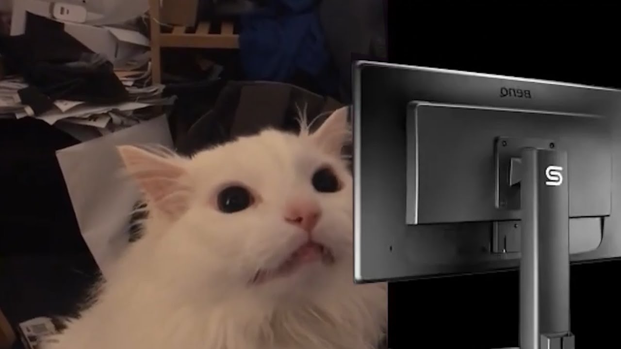 Screaming cat playing CS2 - YouTube