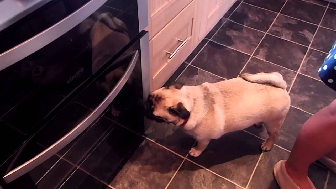 pug scratches oven - YouTube
