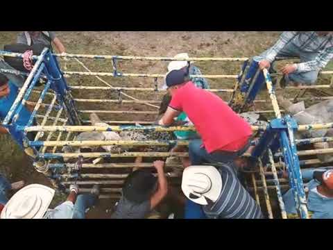 Goyo Torres Jr Jaripeo San Martin de Abajo, San Nicolas Tolentino, SLP