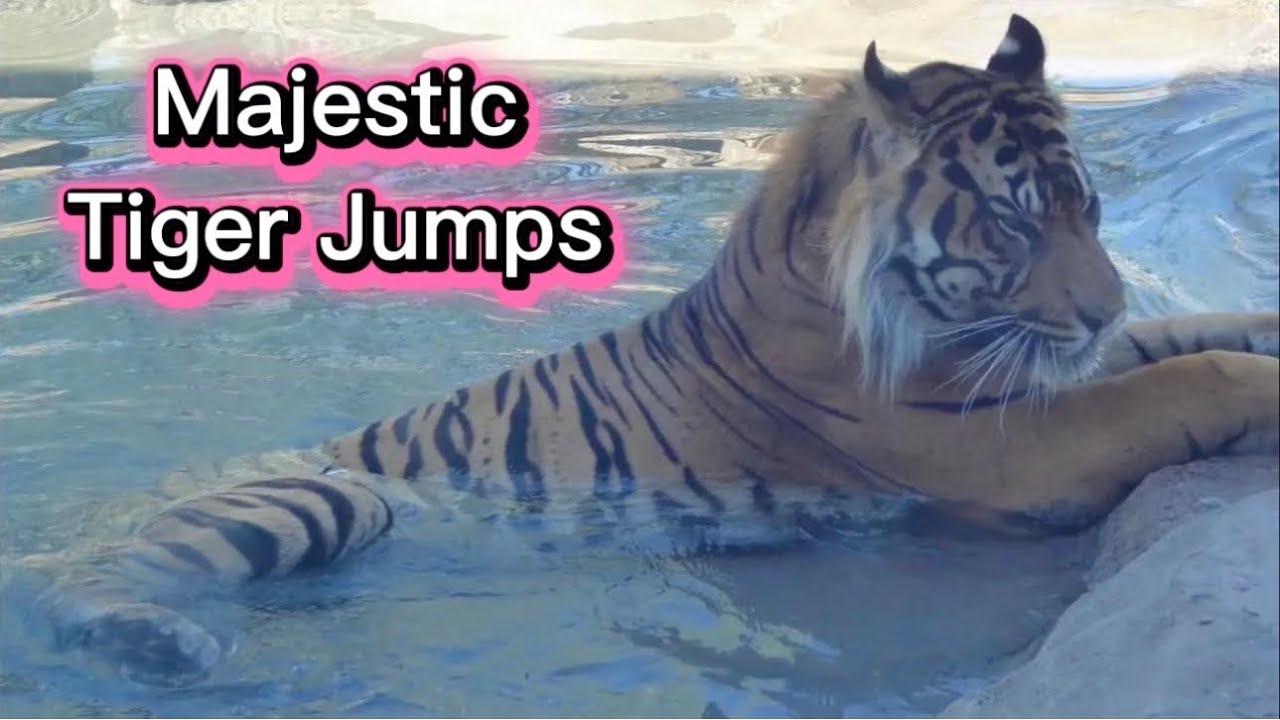 TIGER SPLASH, OUT OF AFRICA ARIZONA 🐅 EXCITING TIGER SHOW #animal # ...