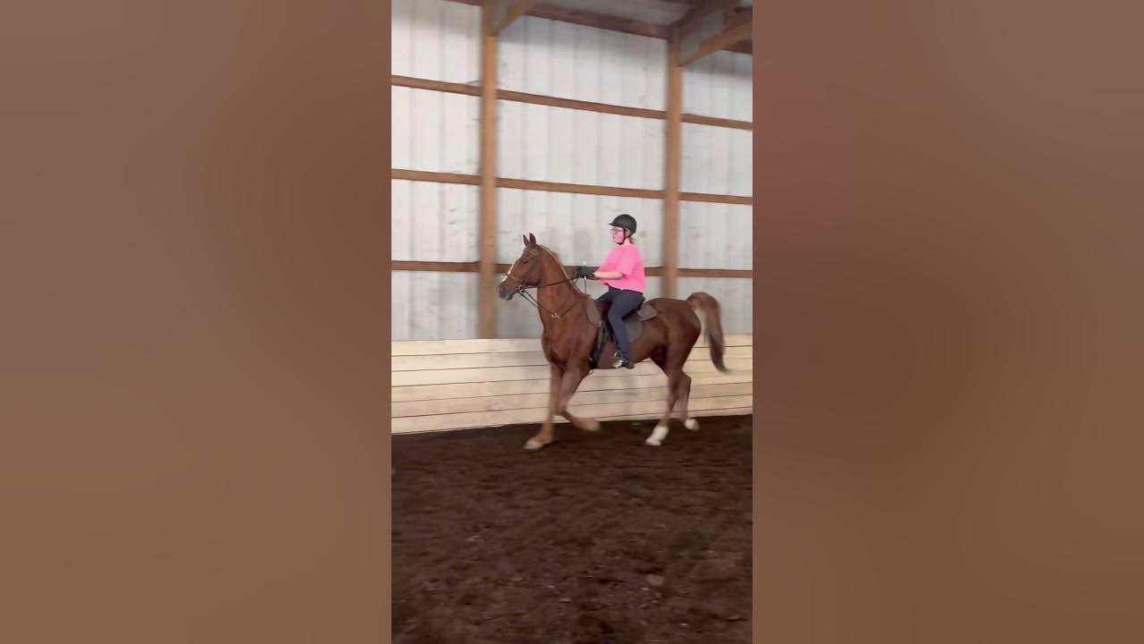 Rode Bon Bon and Jen Jen my first rides back 🎀 #horsey #horseenthusiast #equestrian # ...