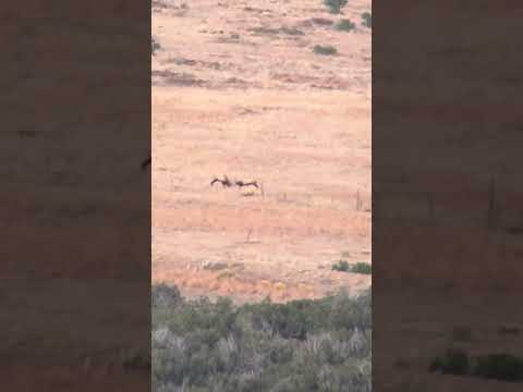 💀Bull Elk Fight To Death💀 (Full Version)