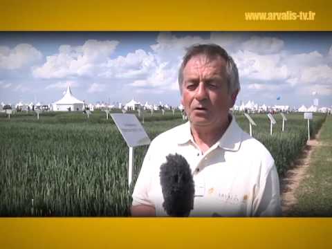 Cécidomyies, vols, piégeages... - ARVALIS-infos.fr - YouTube