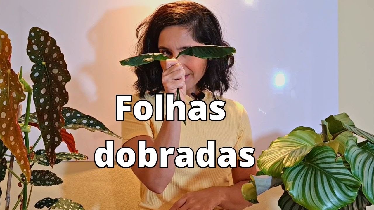 FOLHAS ENROLADAS. Saiba por que isso acontece. Você sabe a importância ...