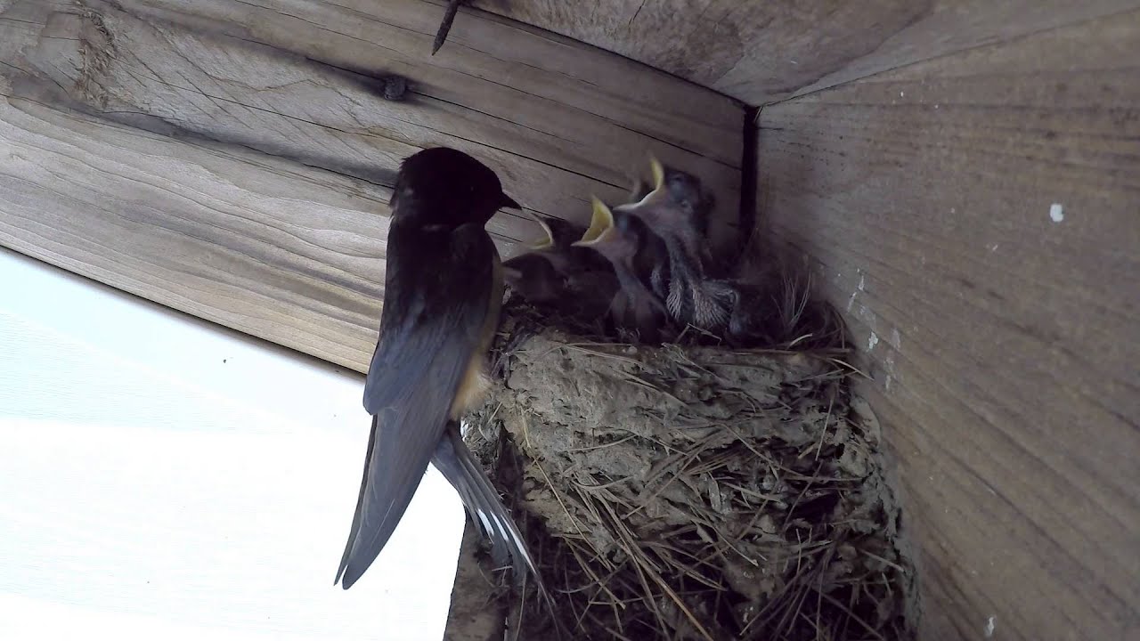 Bird Short Clip - YouTube