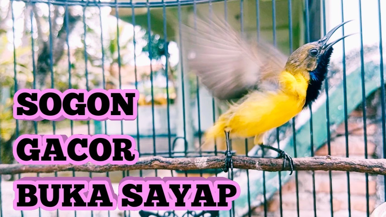 SOGON GACOR BUKA SAYAP PANCINGAN SOGON AGAR NGLEPER #sogongacor # ...