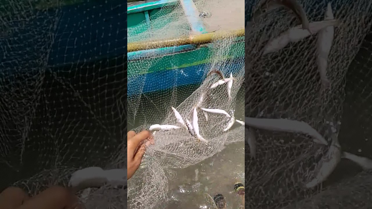 Panghuhuli ng Lusod pang binta#fishcatching #fishing #fish #justfishing ...