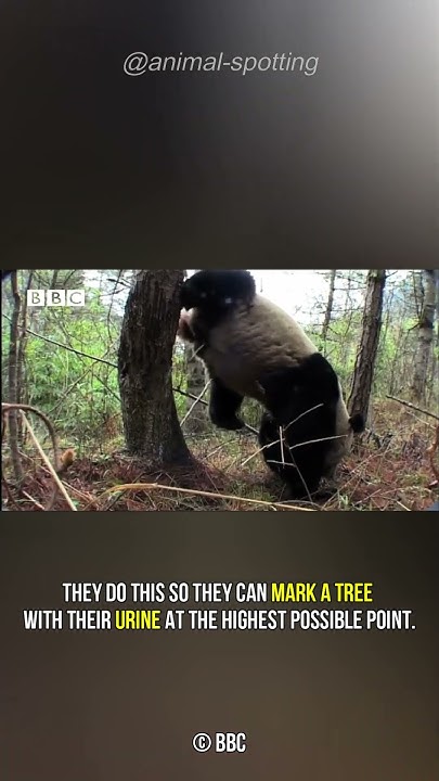 Panda Does A Handstand To Pee #shorts #panda #animals - YouTube