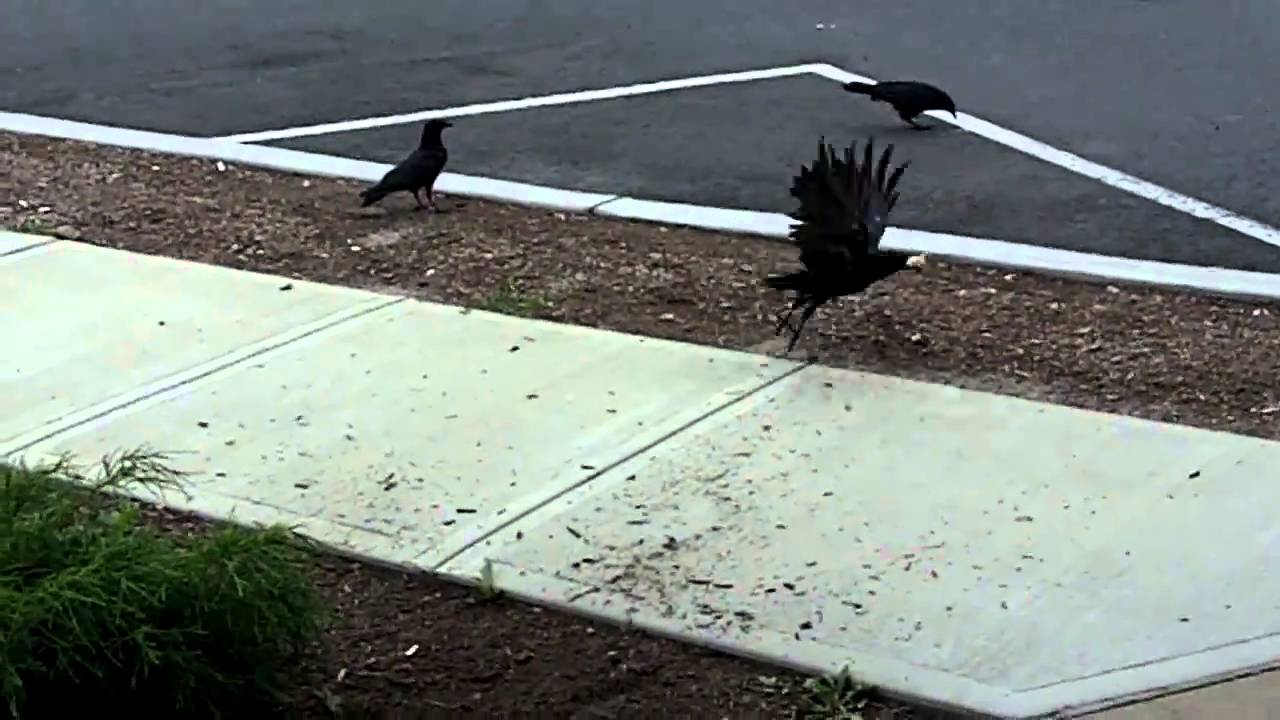 Feeding Crows Shrimp - YouTube