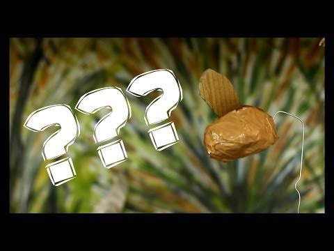 What happens to the fly? 5BV 't KAK