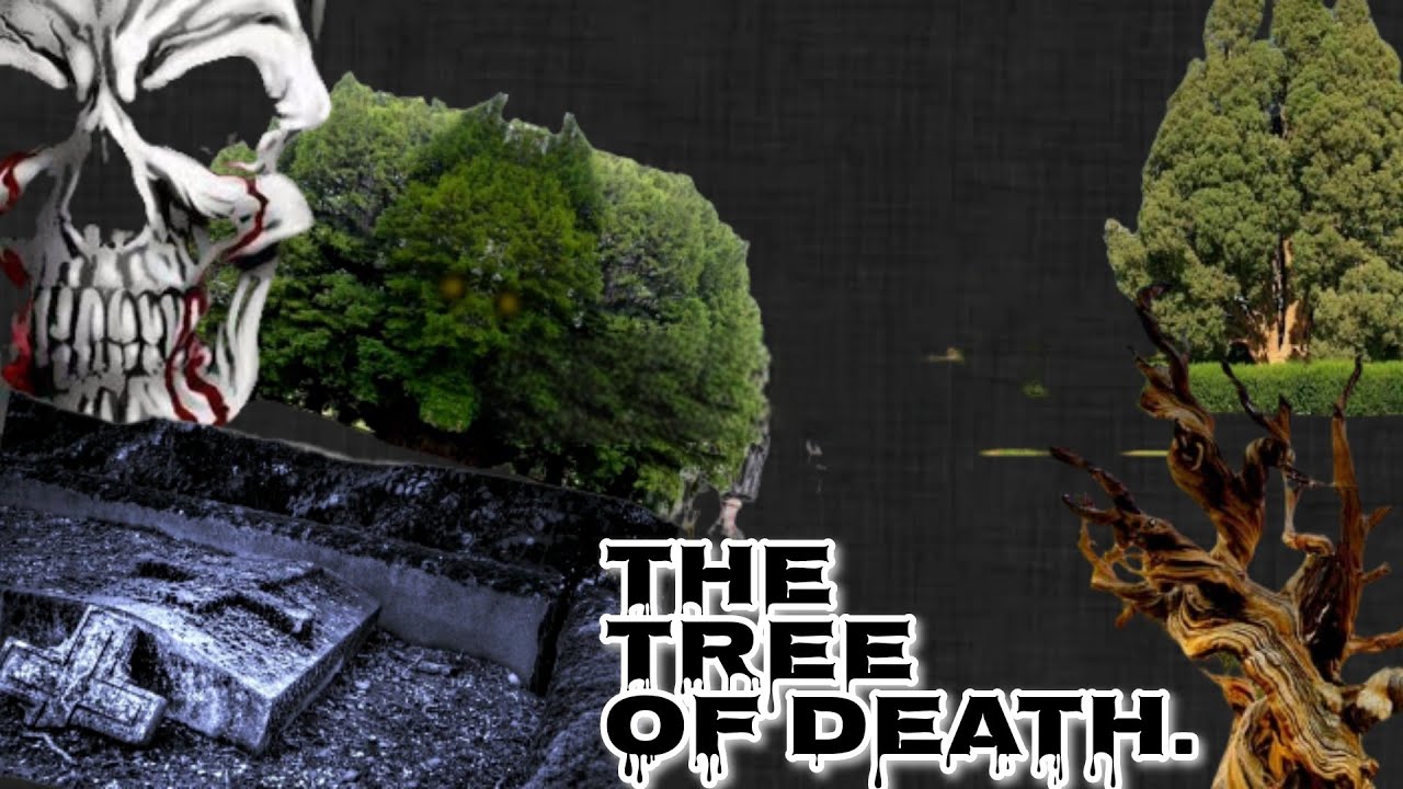 Top five oldest trees in the world 🌍||History of mysterious death tree ...